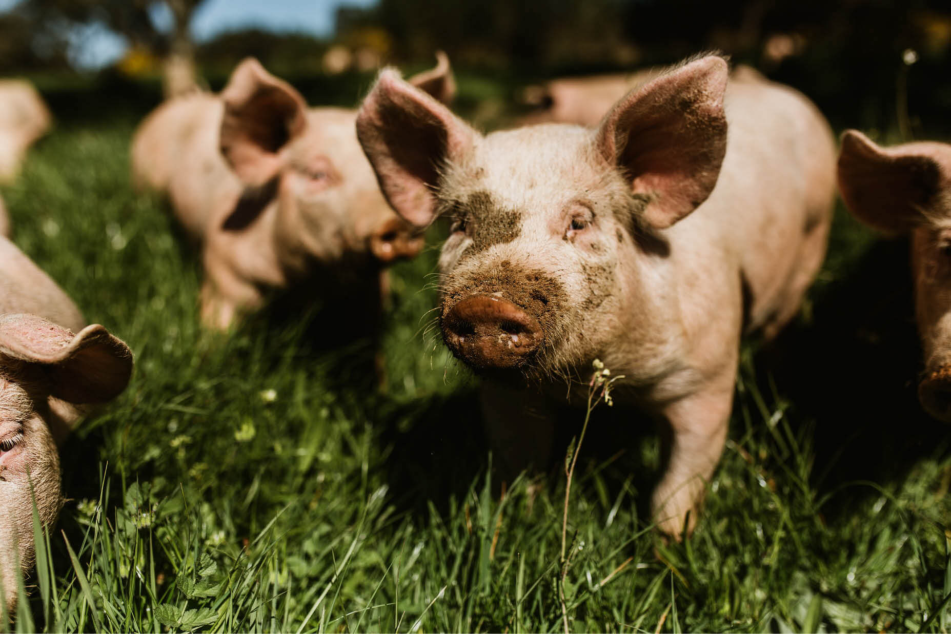 Free range pigs - Vital-Fleisch GmbH, Speyer