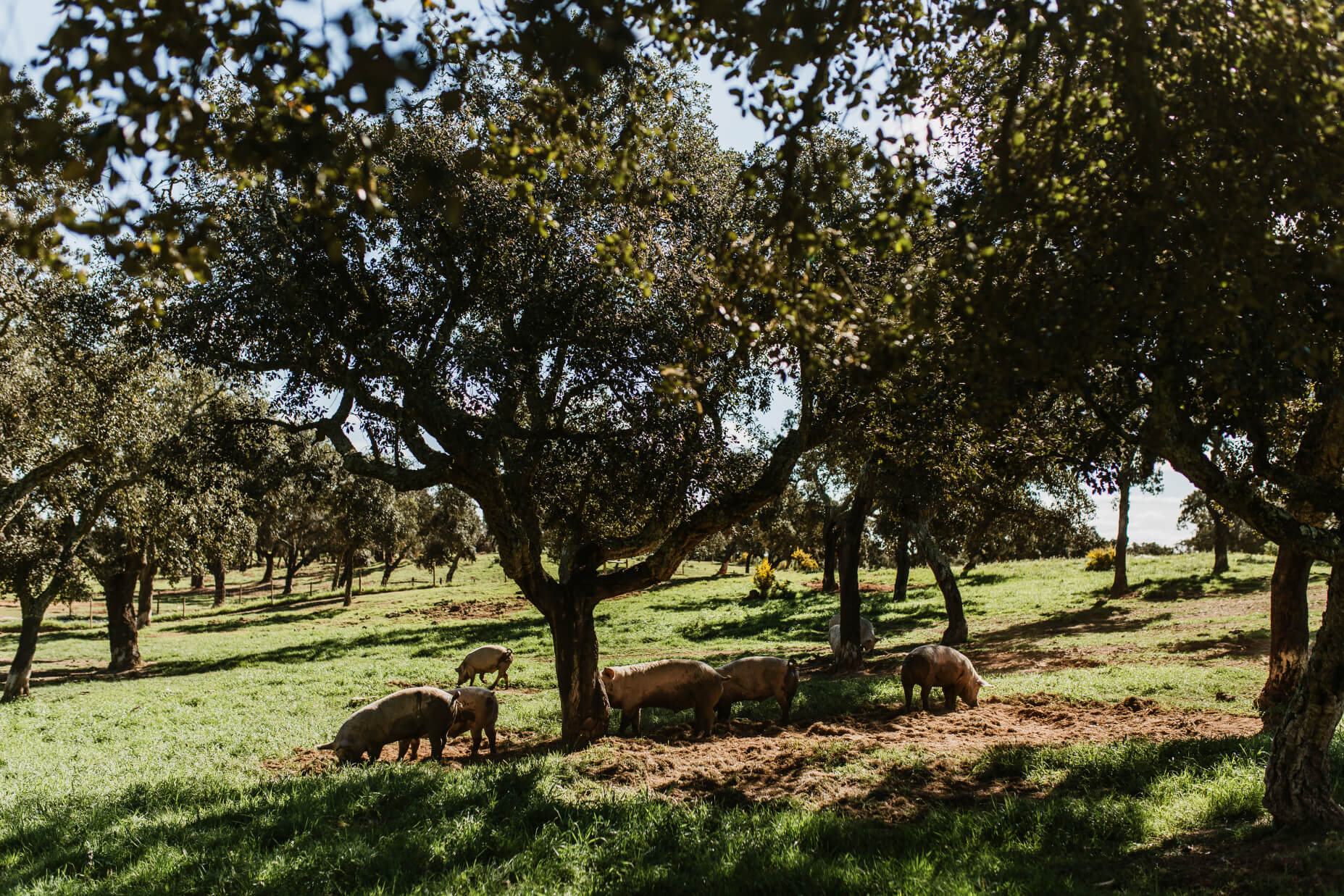 Free range pigs - Vital-Fleisch GmbH, Speyer