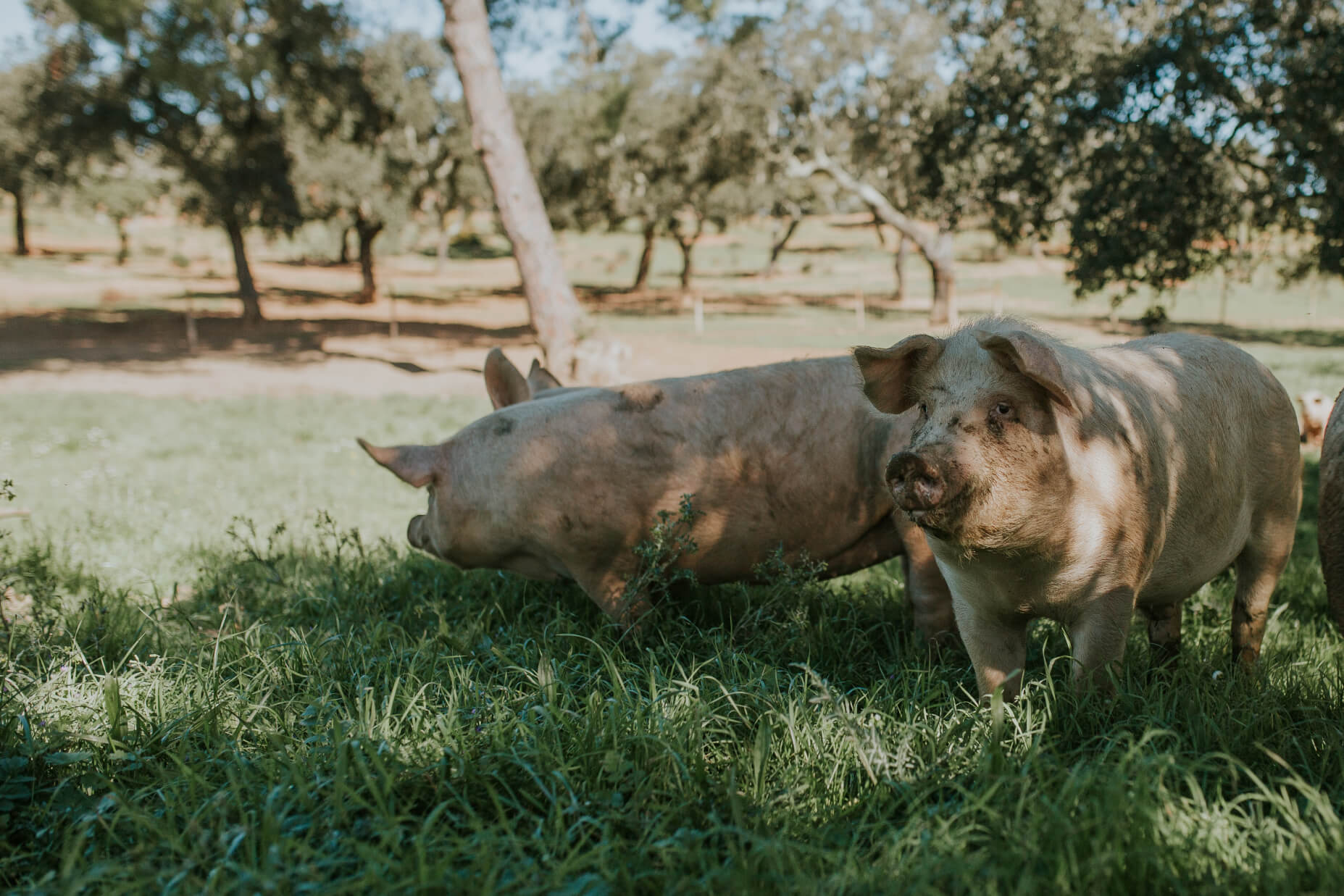 Free range pigs - Vital-Fleisch GmbH, Speyer