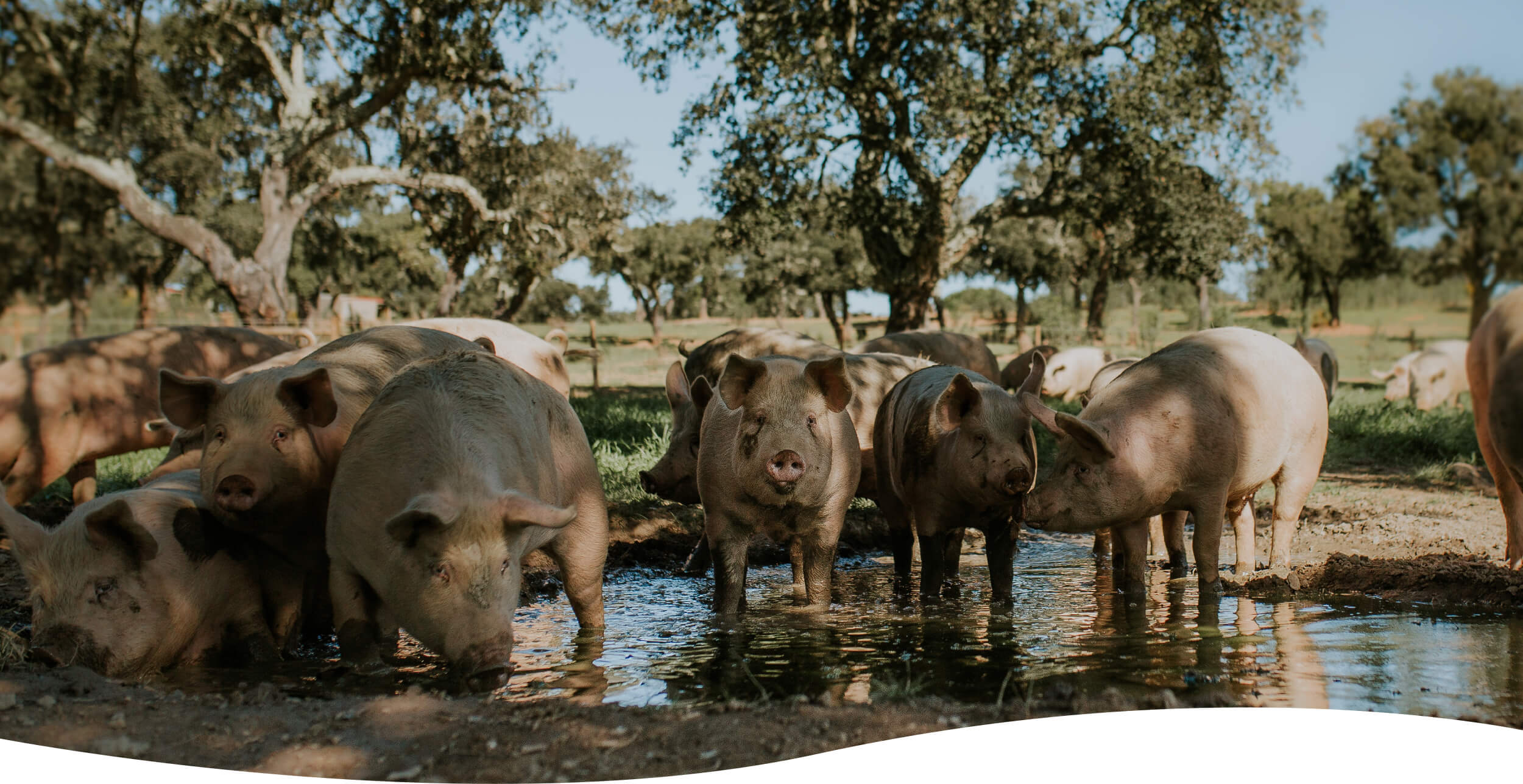 Free range pigs - Vital-Fleisch GmbH, Speyer